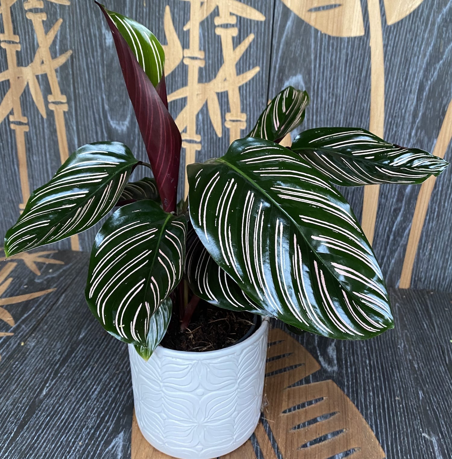 Calathea Ornata Sanderiana (planta paun) – Floraria Secret Garden (SG)