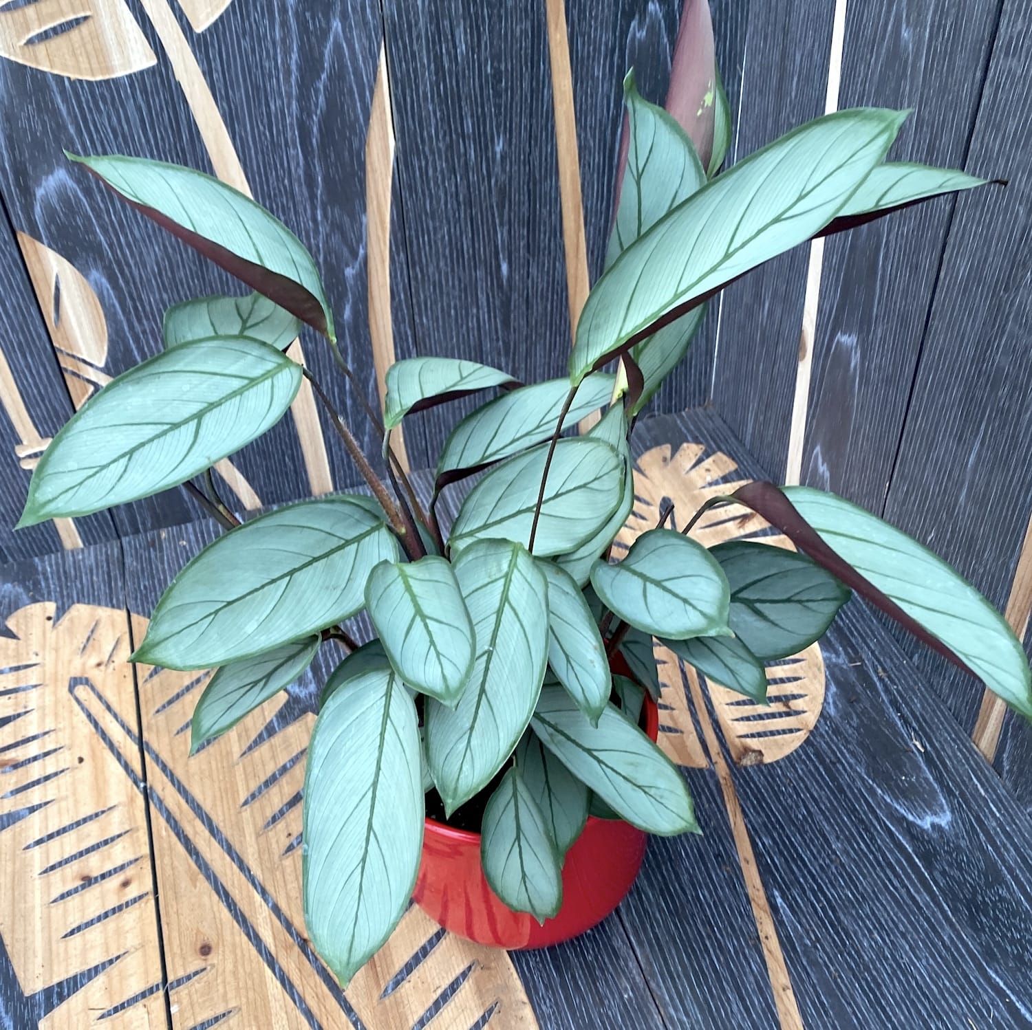 Calathea setosa ‘Silver Star’ – Floraria Secret Garden (SG)