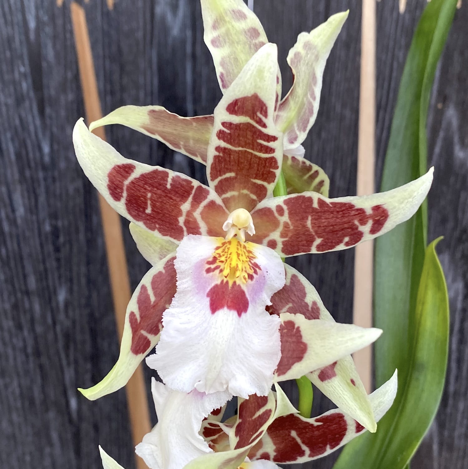 Aliceara Renaissance 'White' parfumata – Floraria Secret Garden (SG)