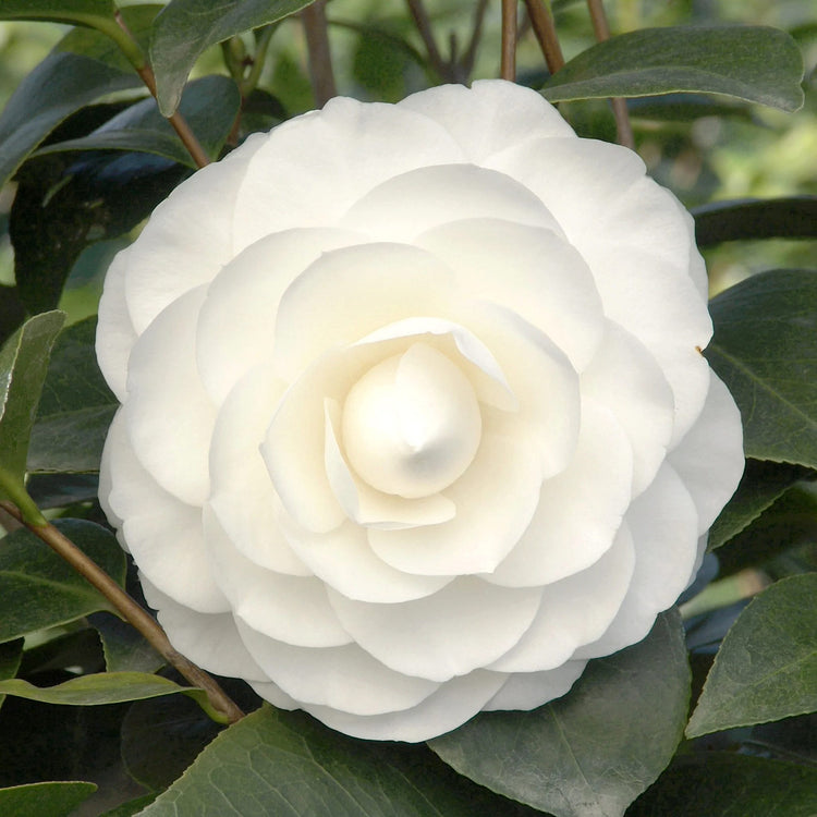 Camellia japonica 'Nuccio's Gem' - floare dubla (rezistenta la inghet ...
