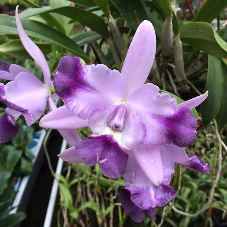 Cattleya Cariad's Mini-Quinee 'Angel Kiss' – Floraria Secret Garden (SG)