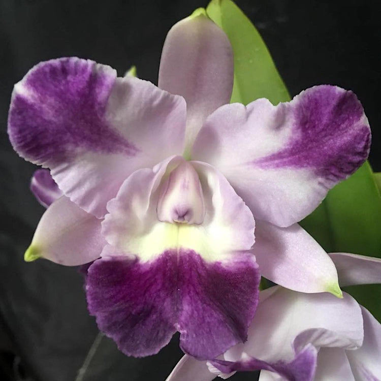 Cattleya Cariad's Mini-Quinee 'Angel Kiss' – Floraria Secret Garden (SG)