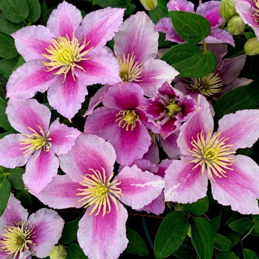 Clematis - Clematis 'Piilu' (Rana skupina velikocvjetnih) – Secret ...