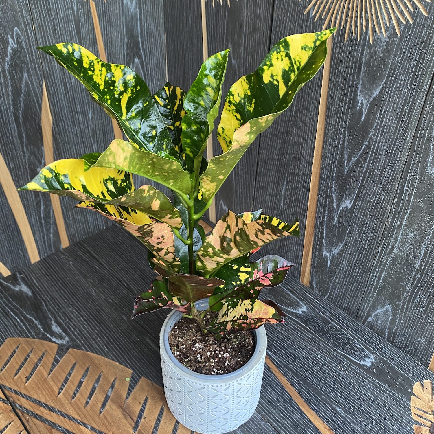 Codiaeum variegatum magnificent