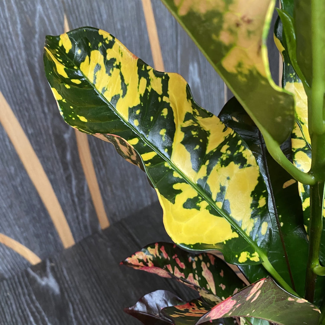 Codiaeum variegatum magnificent