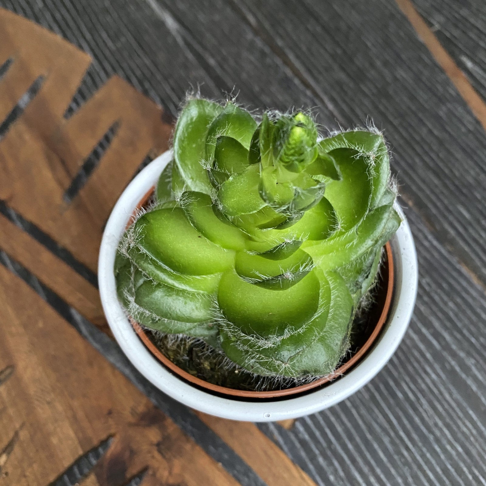 Crassula capitella var.setosa f.turrita – Secret Garden Plant Shop