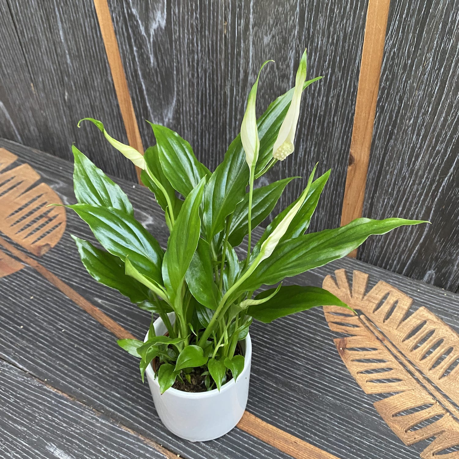 Crinul pacii - Spathiphyllum D6 – Floraria Secret Garden (SG)