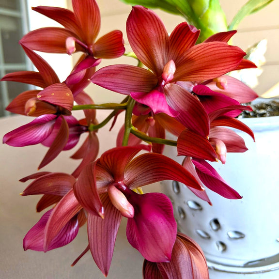Cycnodes Wine Delight (variegata) - flori intens parfumate – Floraria ...