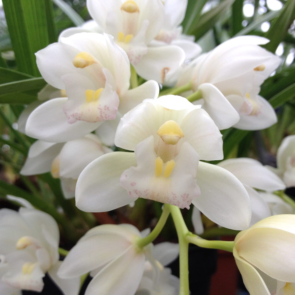Cymbidium Sarah Jean gx 'Ice Cascade' (vodopád) – Secret Garden Plant Shop