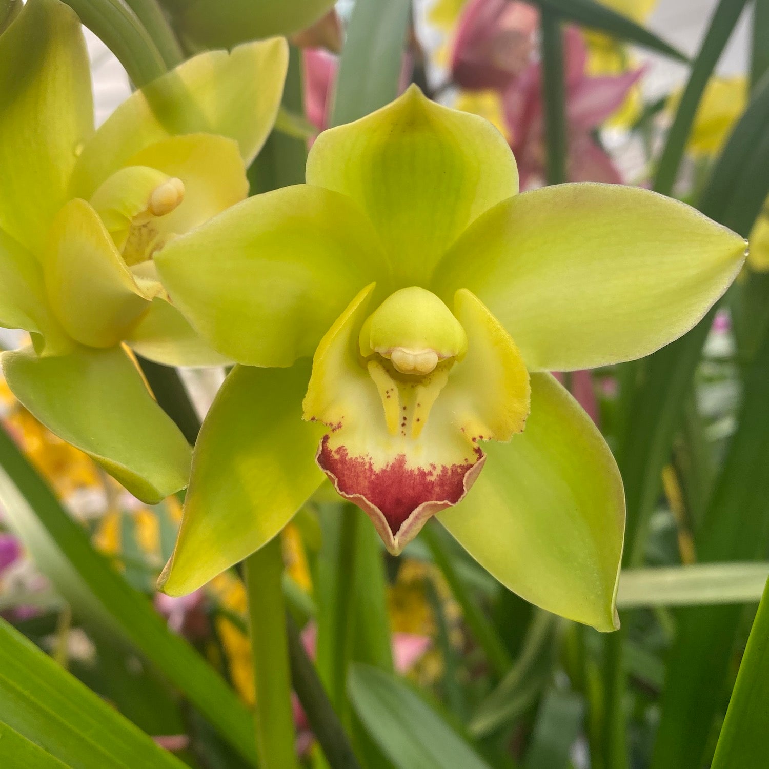 Cymbidium Fiona – Secret Garden Plant Shop