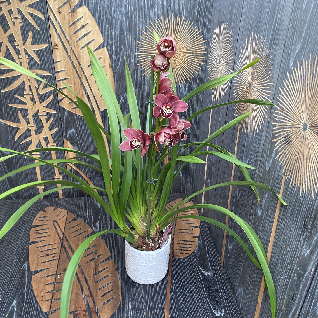 Orhidee Cymbidium Red Beauty Roy – Floraria Secret Garden (SG)