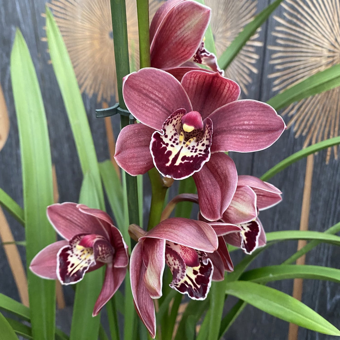 Orhidee Cymbidium Red Beauty Roy – Floraria Secret Garden (SG)