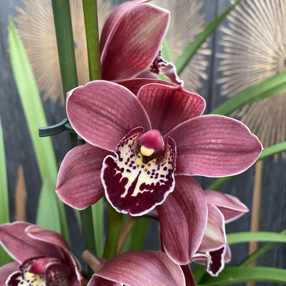 Cymbidium Red Beauty Roy – Floraria Secret Garden (SG)