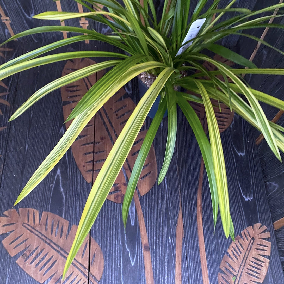 Cymbidium Sarah Jean gx 'Ice Cascade' - frunze variegate – Floraria ...