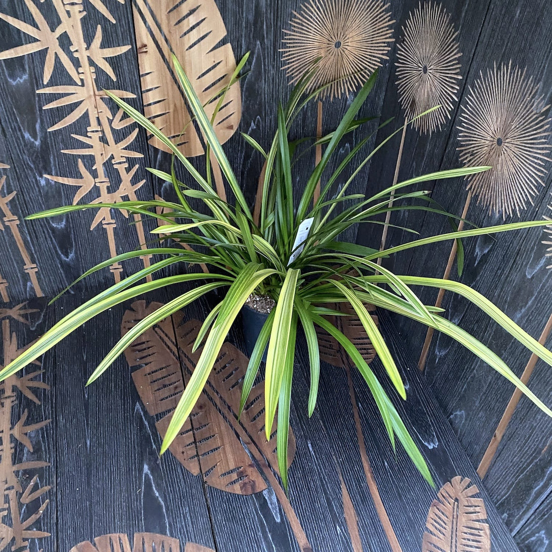 Cymbidium Sarah Jean gx 'Ice Cascade' - frunze variegate – Floraria ...