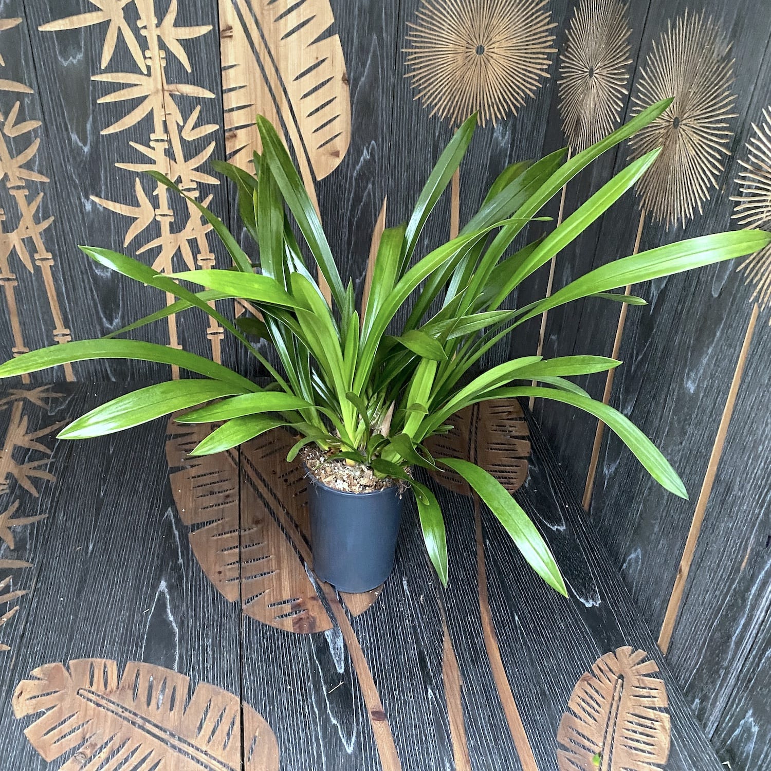 Cymbidium Sarah Jean gx 'Ice Cascade' (curgator)