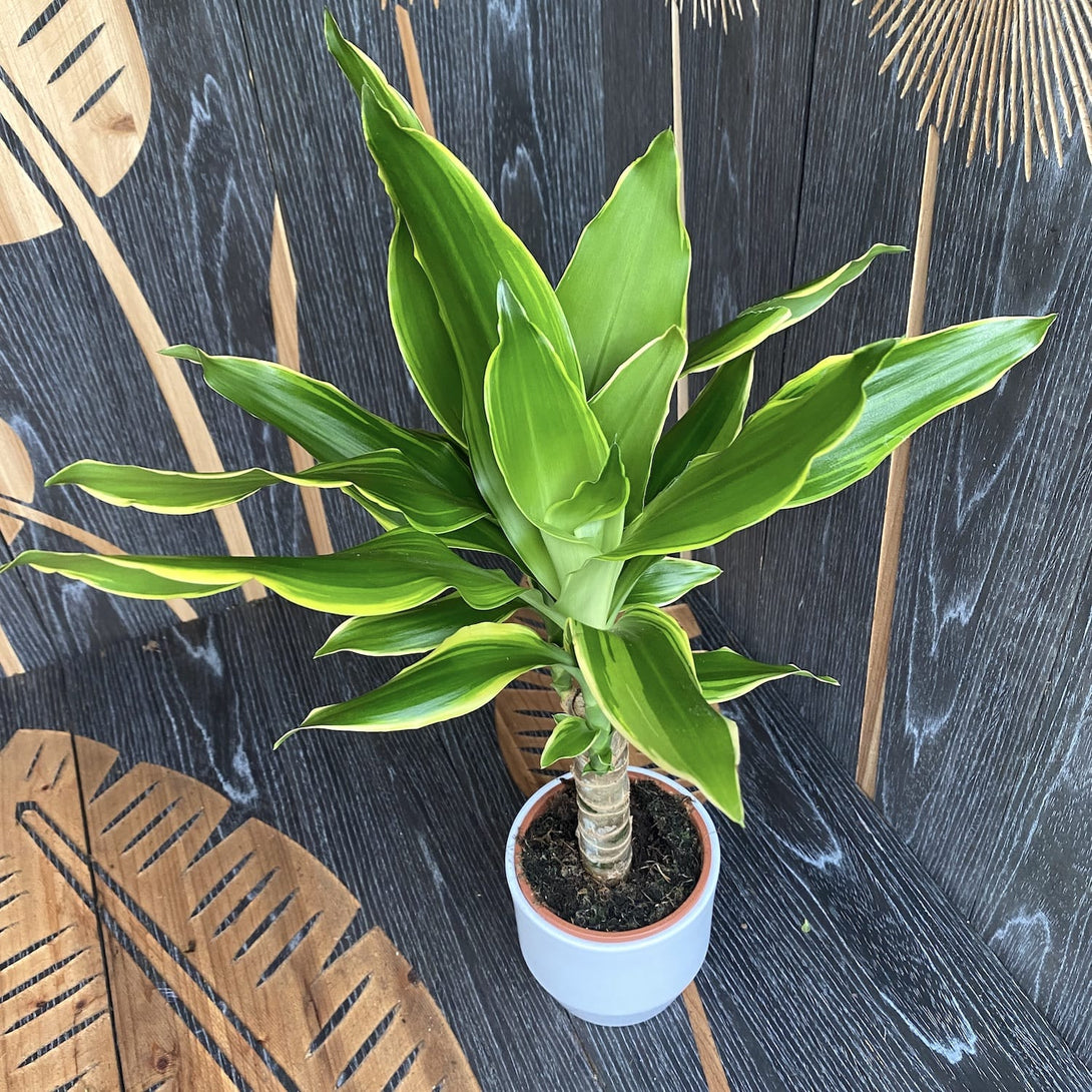 Dracaena Golden Coast