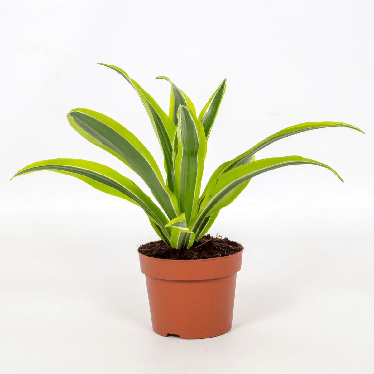 Dracaena fragrans 'Lemon Lime' D12 – Secret Garden Plant Shop