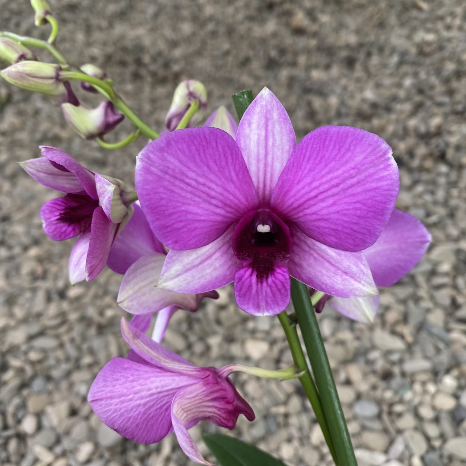 Dendrobium phalaenopsis Pink – Secret Garden Plant Shop