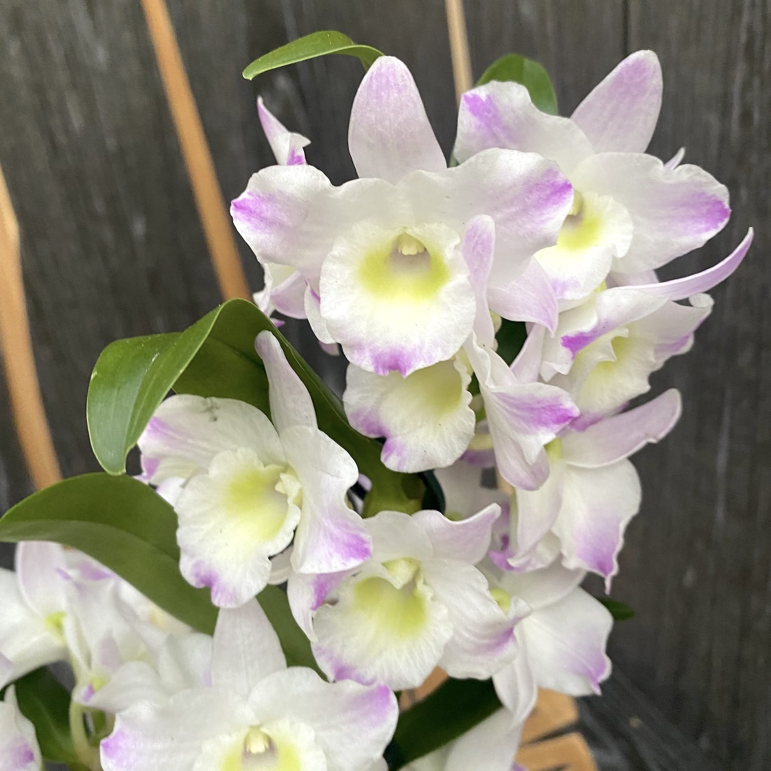 Dendrobium Spring Dream Pandora