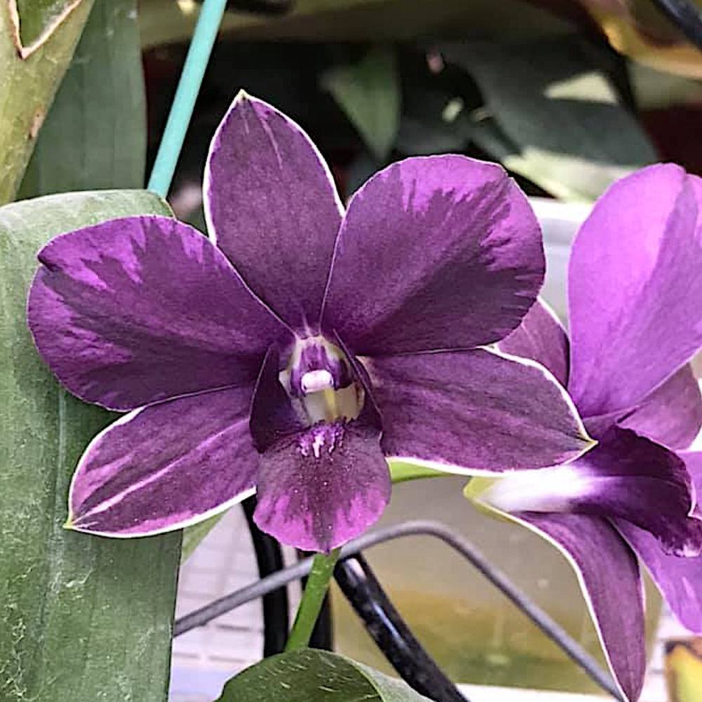 Dendrobium Thai Airwage Blue – Floraria Secret Garden (SG)