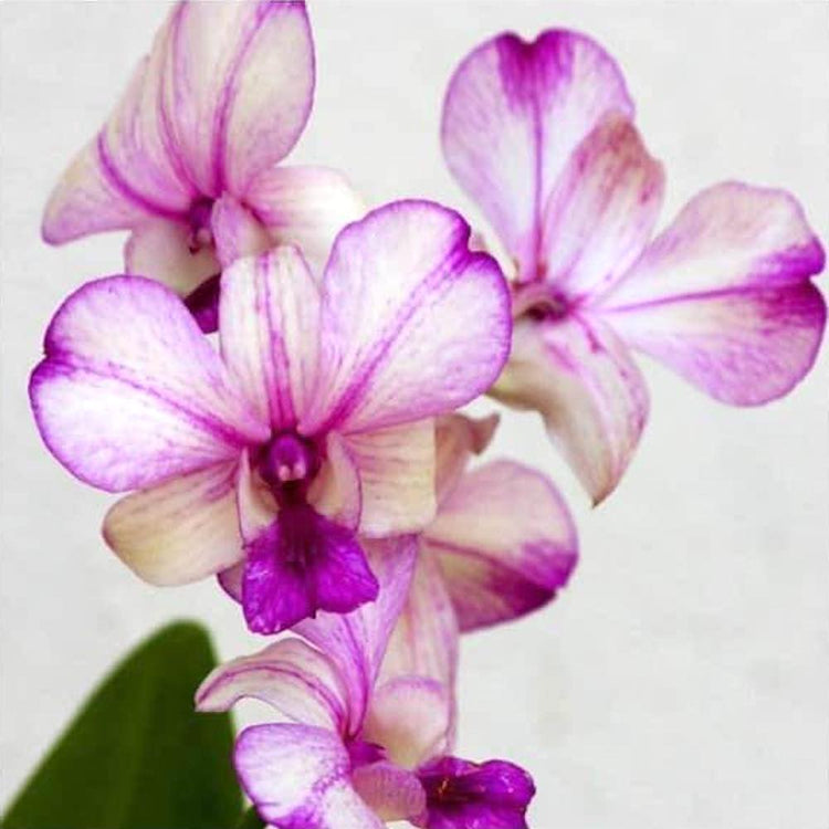 Dendrobium Popeye '2720' – Floraria Secret Garden (SG)