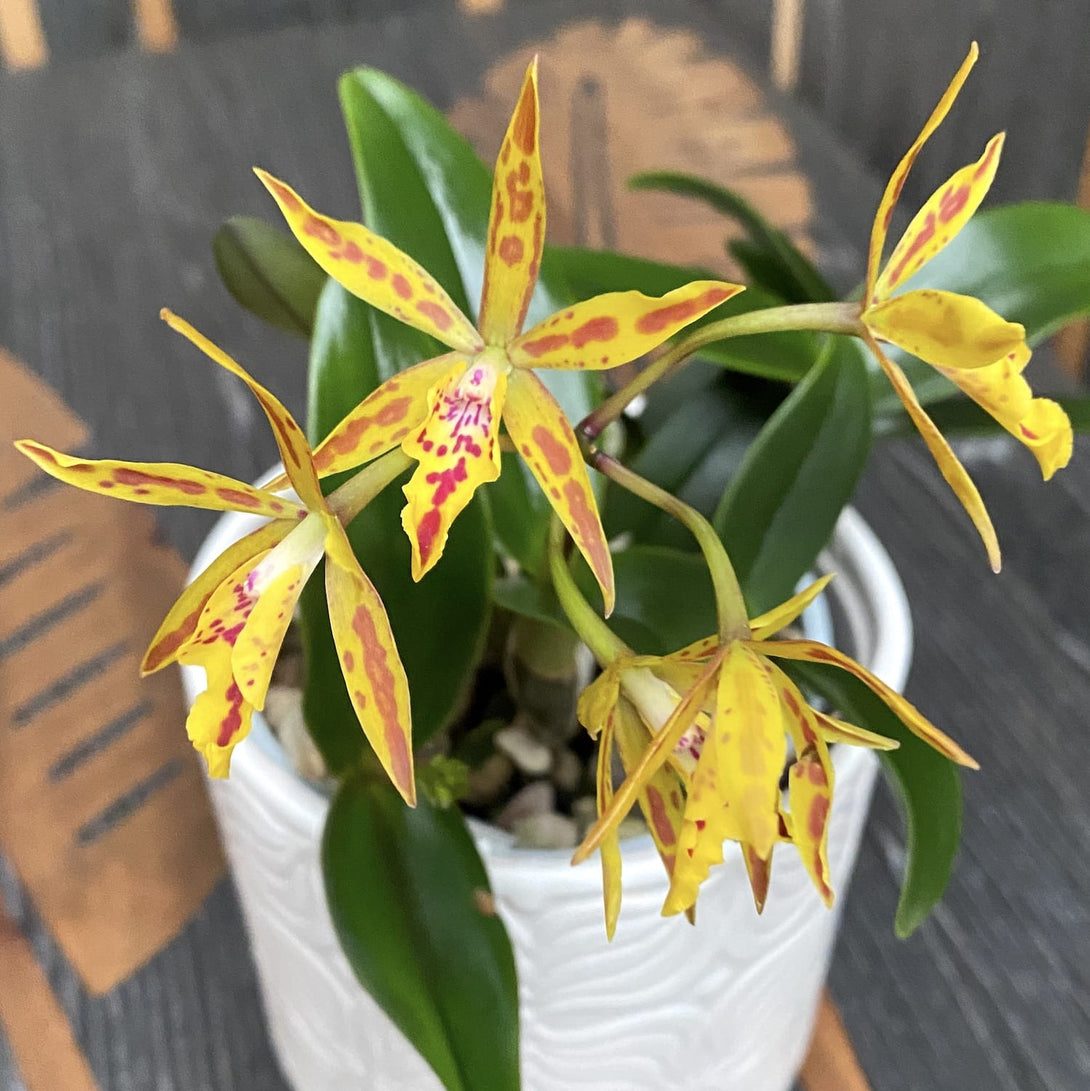 Orchid Epicanthe Hsiang Yu Gold Coast 'Fireworks' – Floraria Secret ...