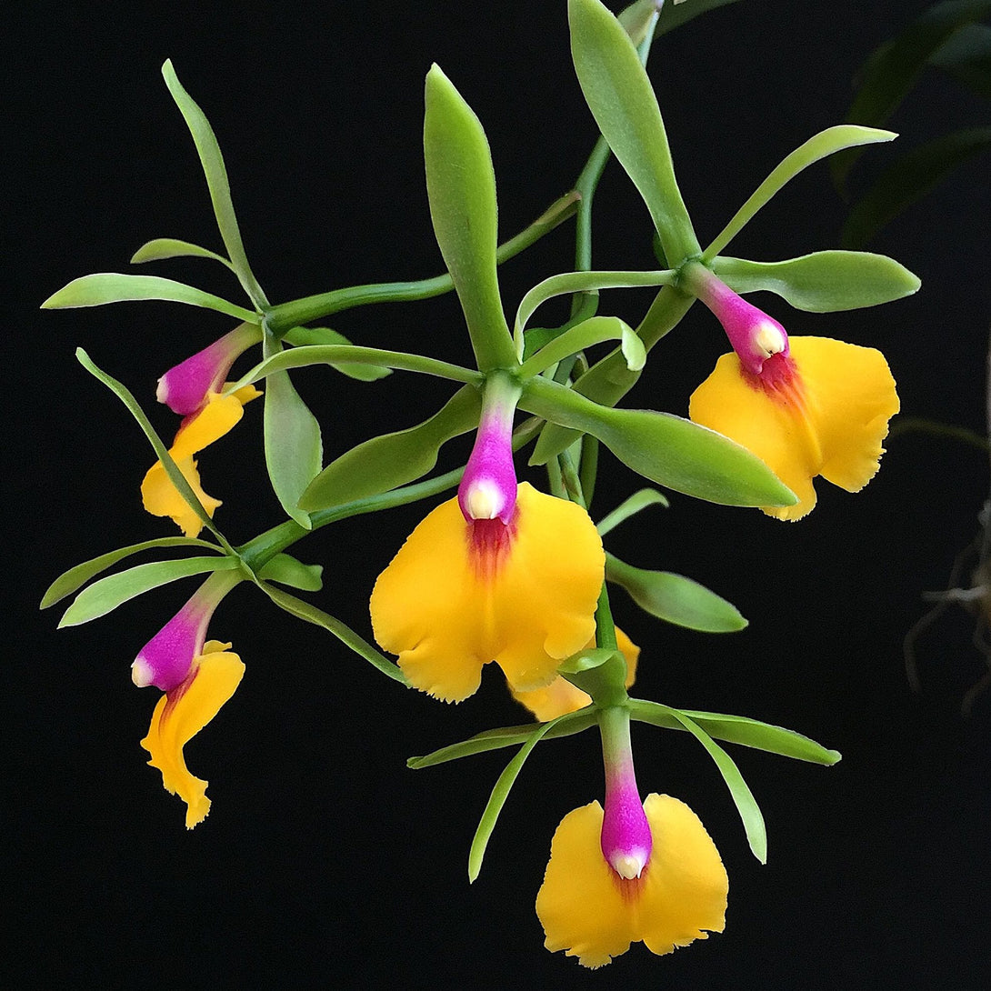 Epicattleya Rene Marques 'Flame Thrower' – Floraria Secret Garden (SG)