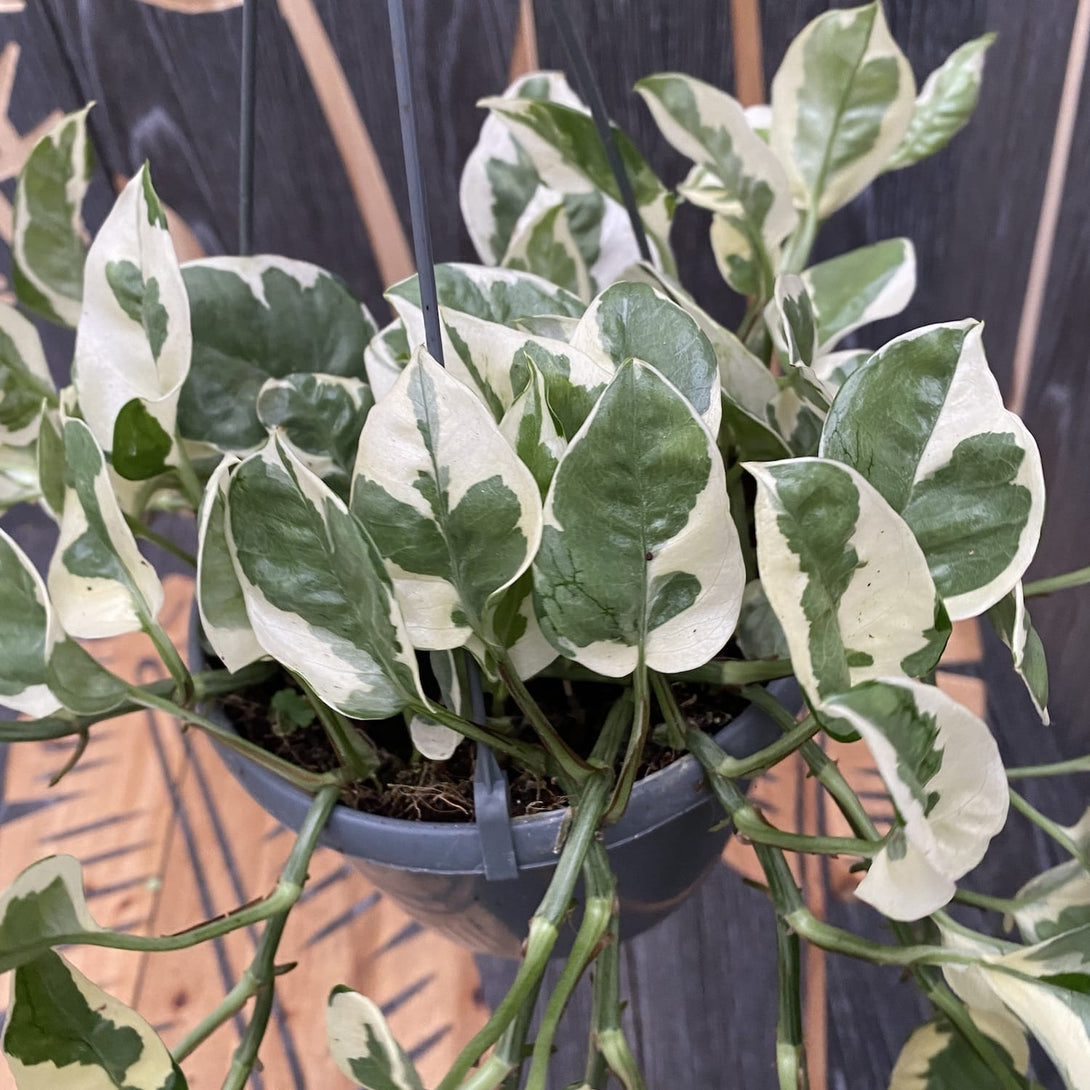 Epipremnum (Scindapsus) aureum 'N'joy' XL