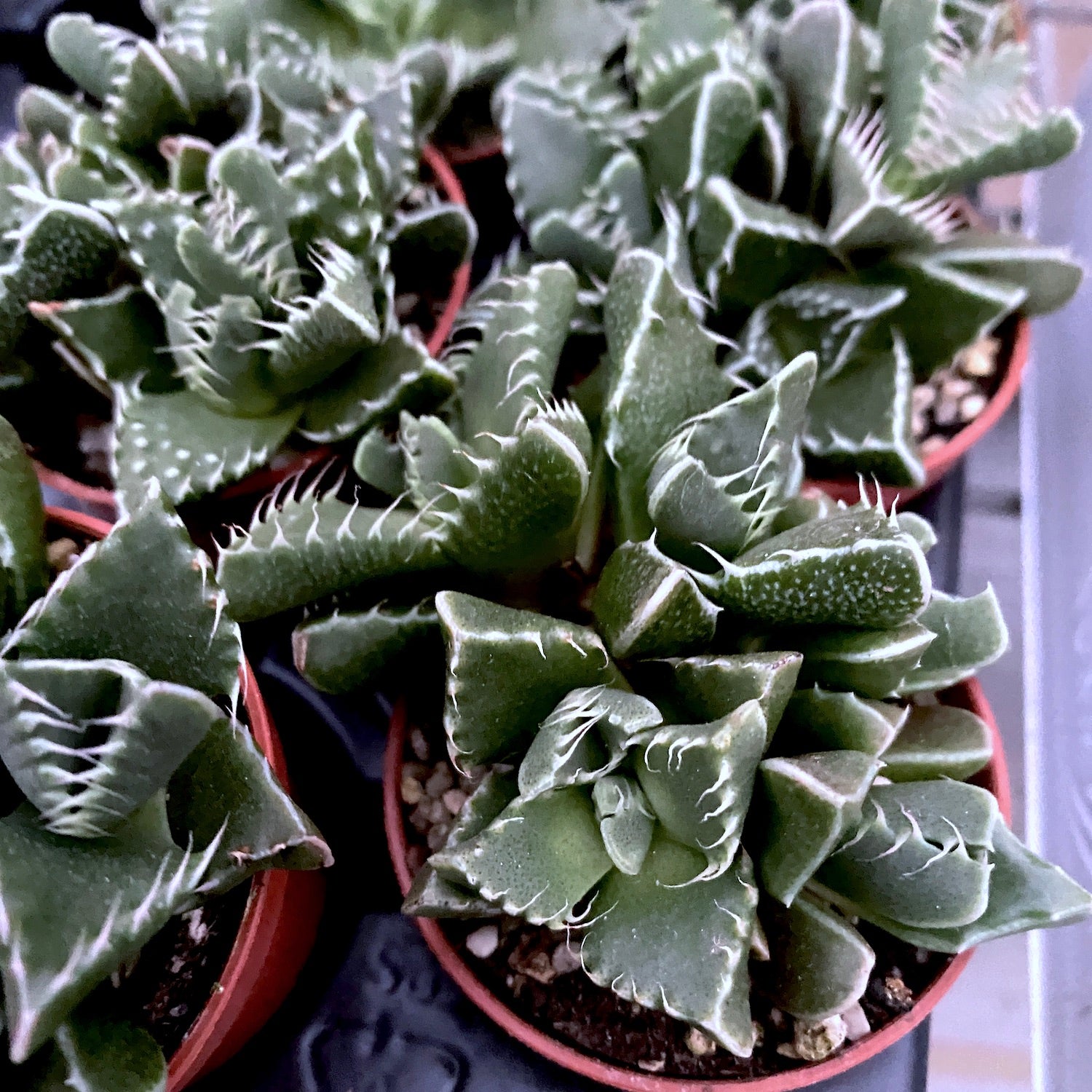 Faucaria tigrina – Floraria Secret Garden (SG)
