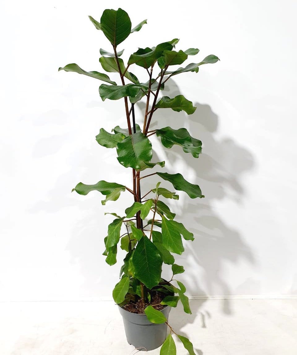 Ficus natalensis 'Lynn' (3 plante/ghiveci) – Secret Garden Plant Shop