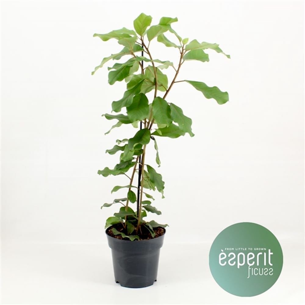 Ficus natalensis 'Lynn' (3 plante/ghiveci) – Secret Garden Plant Shop