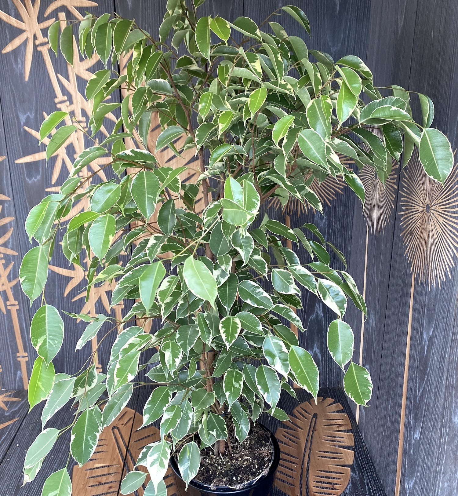 Ficus benjamina 'Golden King'
