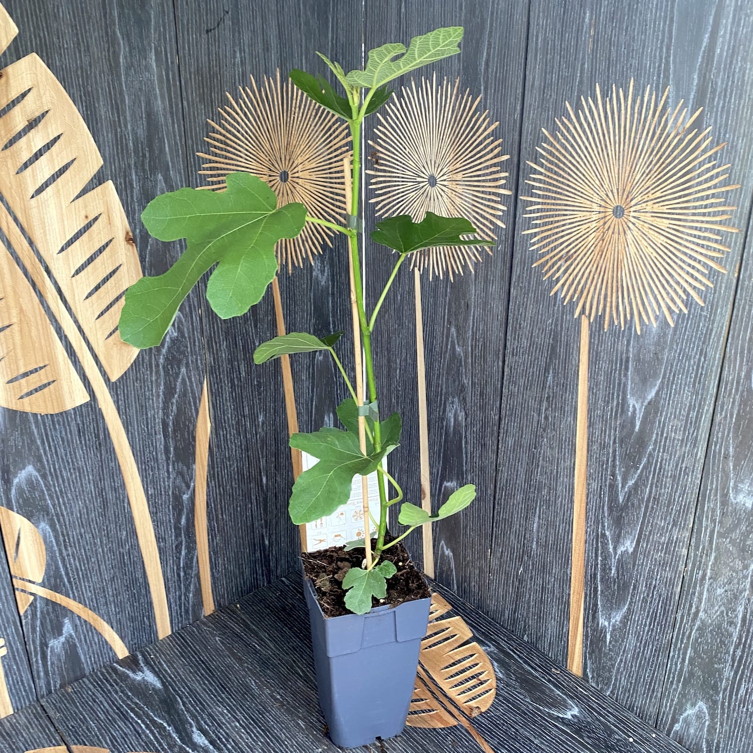 Fig - Ficus carica 'Rouge De Bordeaux' (Pastilliere)