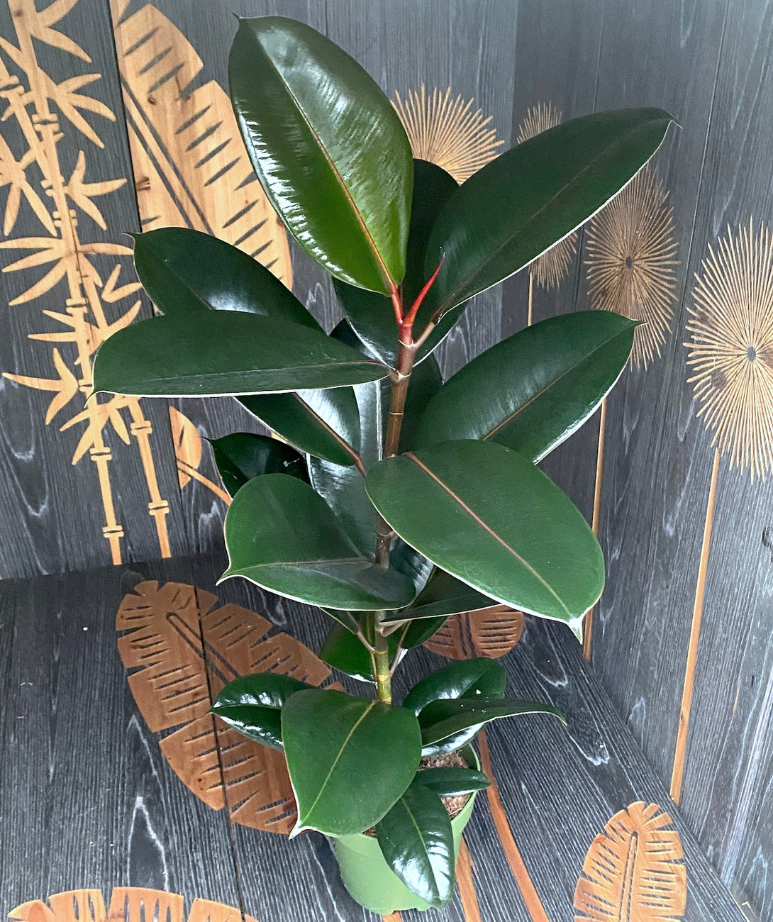 Ficus elastica Abidjan (Burgundy, Black Prince) D17 – Floraria Secret ...