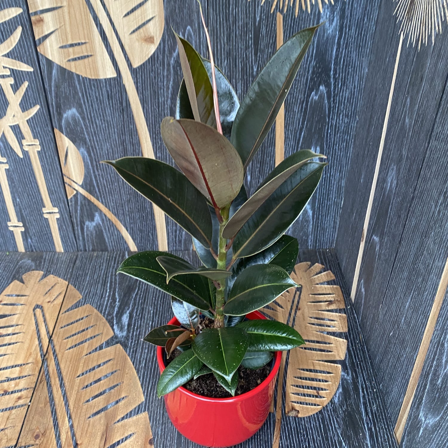 Ficus elastica 'Melany' – Floraria Secret Garden (SG)