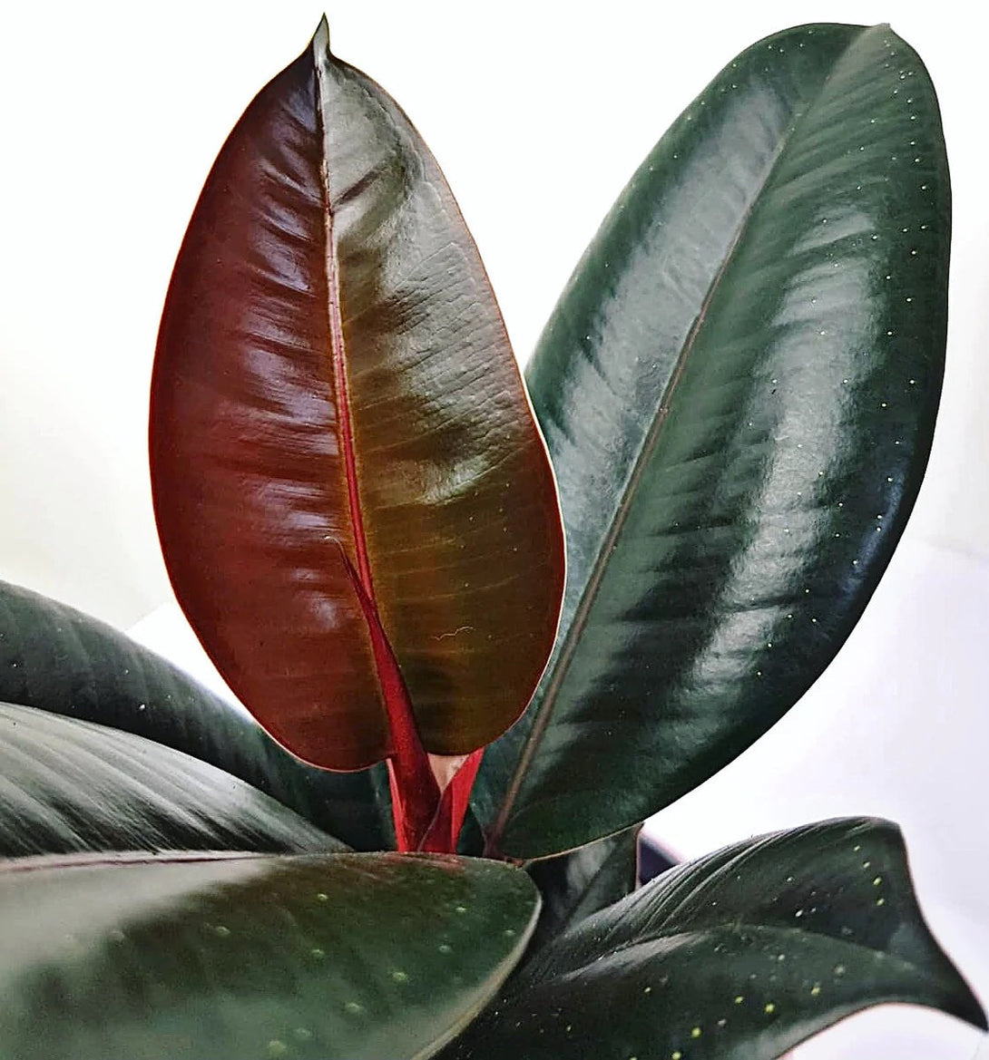 Ficus elastica Abidjan (Burgundy, Black Prince) D17 – Floraria Secret ...