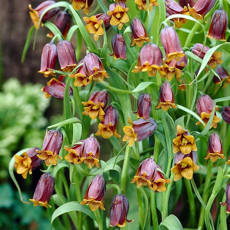 Fritillaria 'uva-vulpis' (Fox's Grape Fritillary) – Floraria Secret ...
