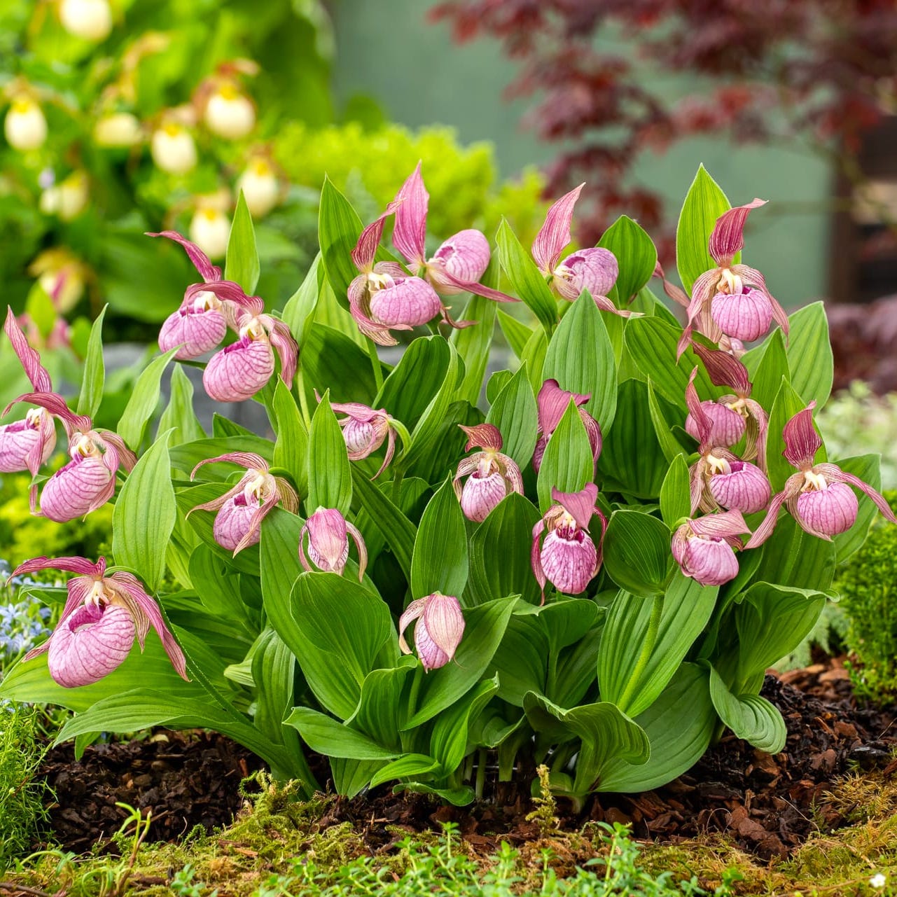 Cypripedium Pink - Cypripedium macranthos var. atropurpureum (orhidee ...