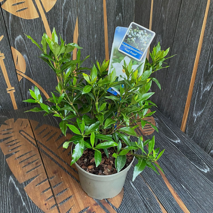 Gardenia Jasminoides 'Fool Proof' (rezista si in gradina) – Floraria ...