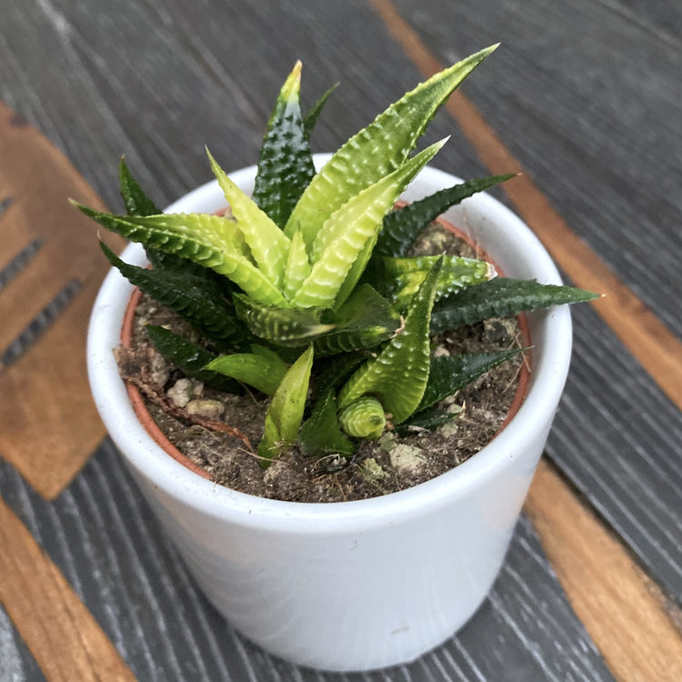 Haworthia limifolia 'Variegata' – Floraria Secret Garden (SG)
