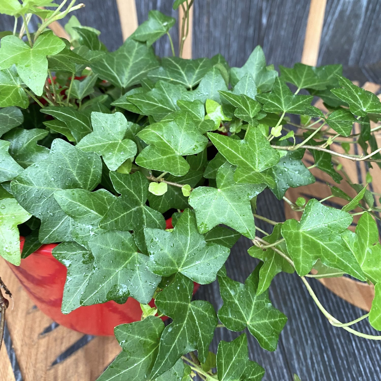 Iedera - Hedera helix 'Wonder' (frunza simpla) – Floraria Secret Garden ...