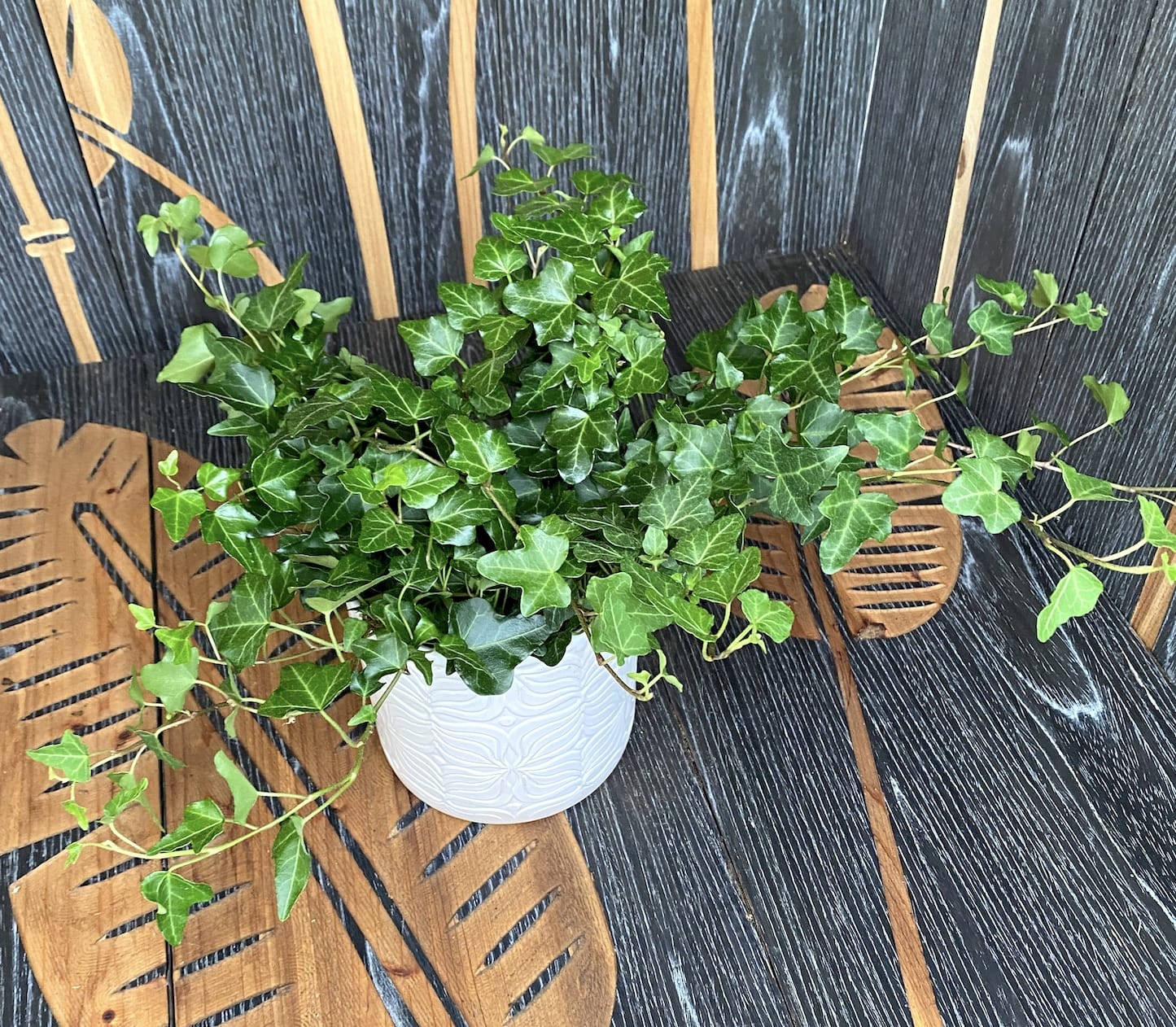Iedera - Hedera helix 'Wonder' (frunza simpla) – Floraria Secret Garden ...