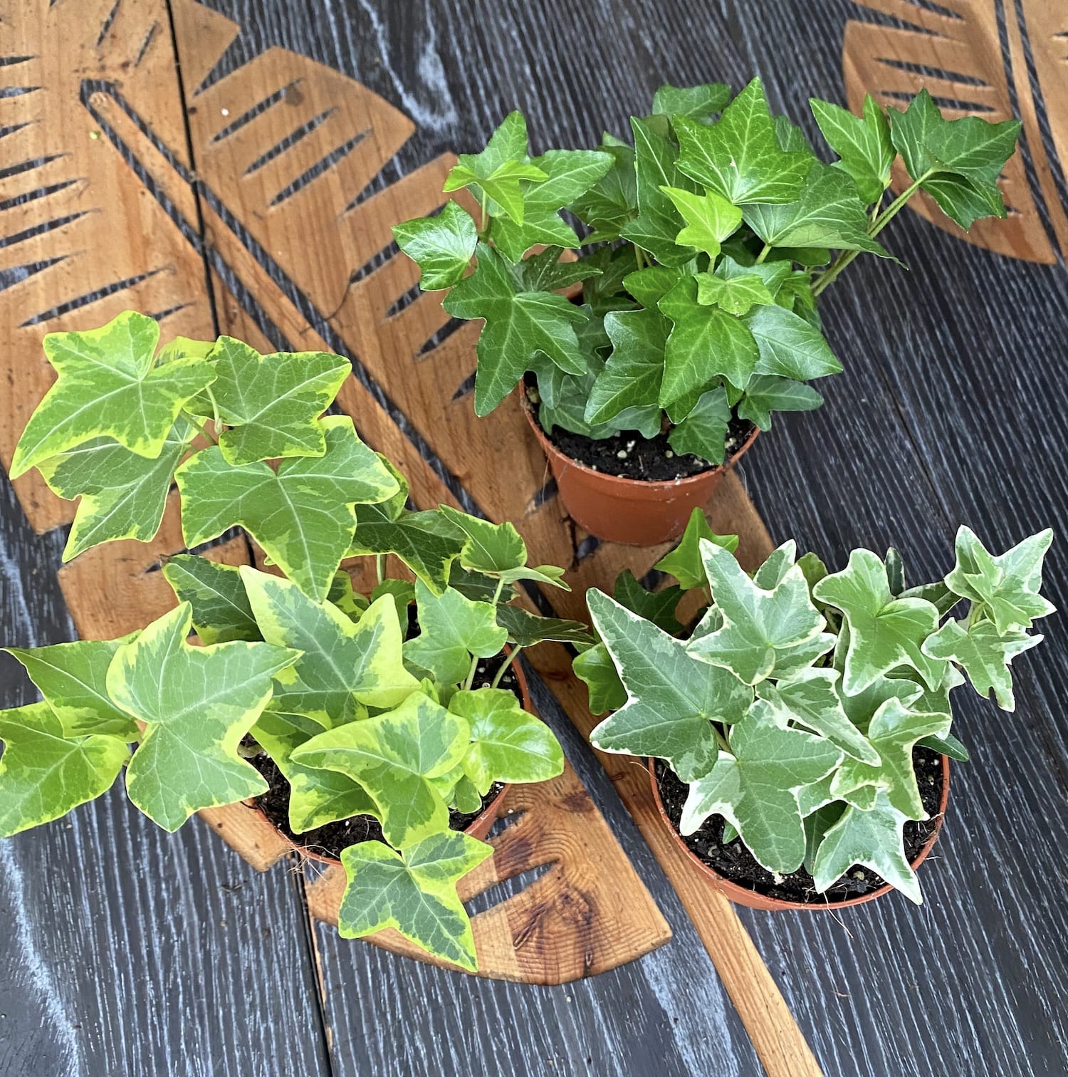 Iedera - Hedera mix D8 – Floraria Secret Garden (SG)