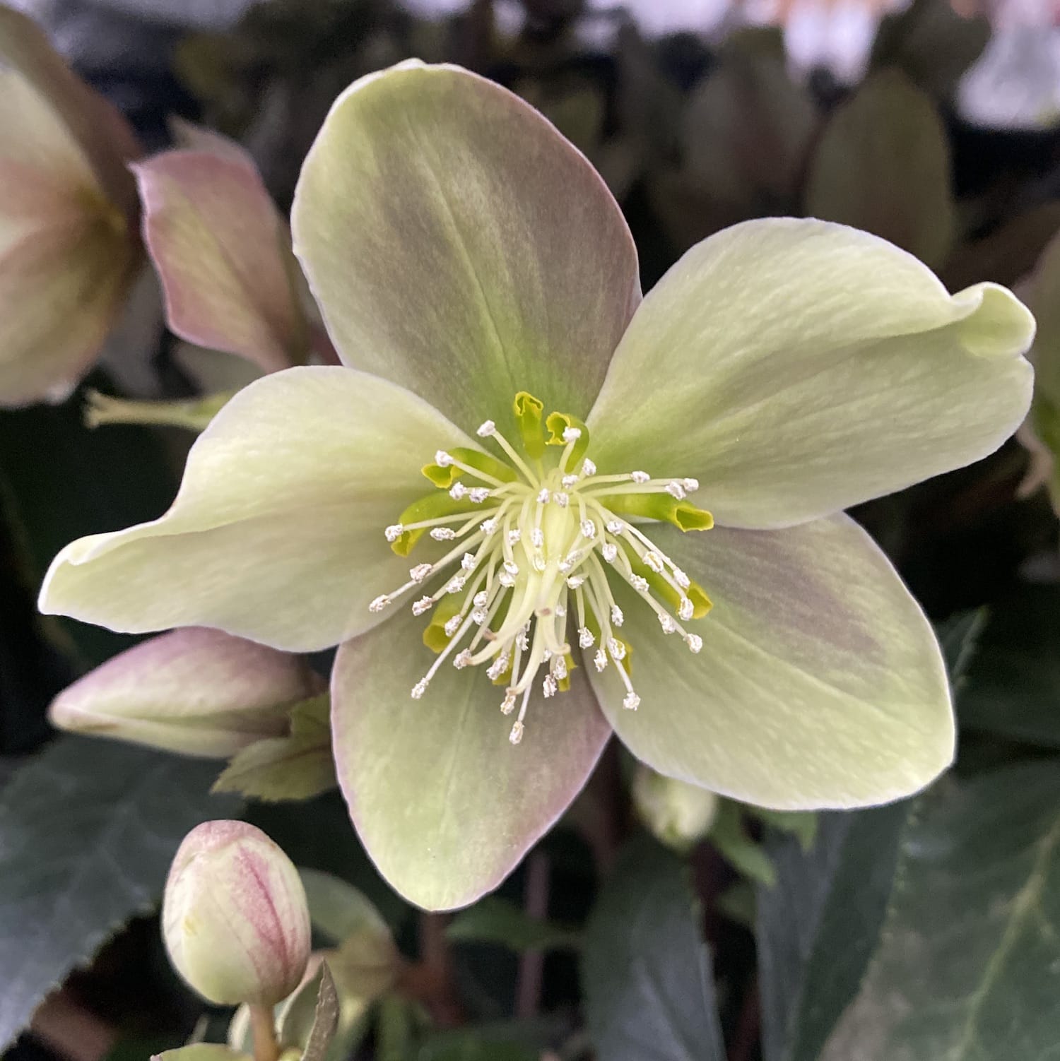 Helleborus Orientalis 'Gues' (Spanz) – Secret Garden Plant Shop