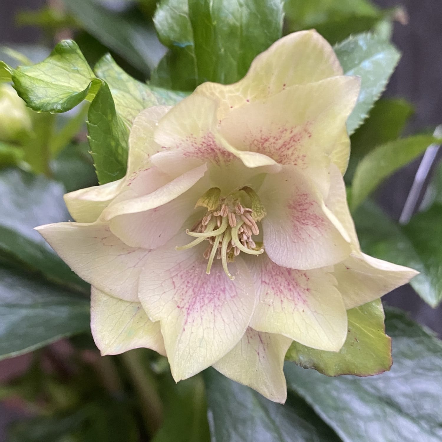 Helleborus orientalis 'Double Ellen Spotted' (Spanz) – Secret Garden ...