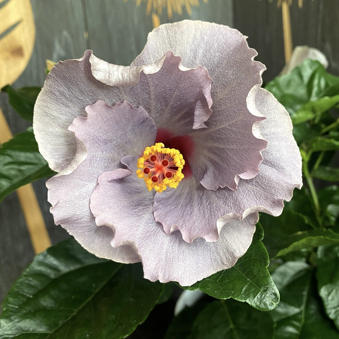 Hibiscus 'Long Life' Cato Purple - trandafir japonez cu floarea mov ...