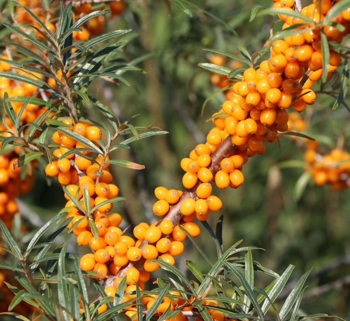 Catina autofertila - Hippophae rhamnoides 'Friesdorfer Orange' D9 ...