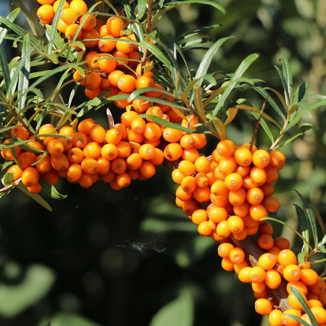 Catina autofertila - Hippophae rhamnoides 'Friesdorfer Orange' – Secret ...