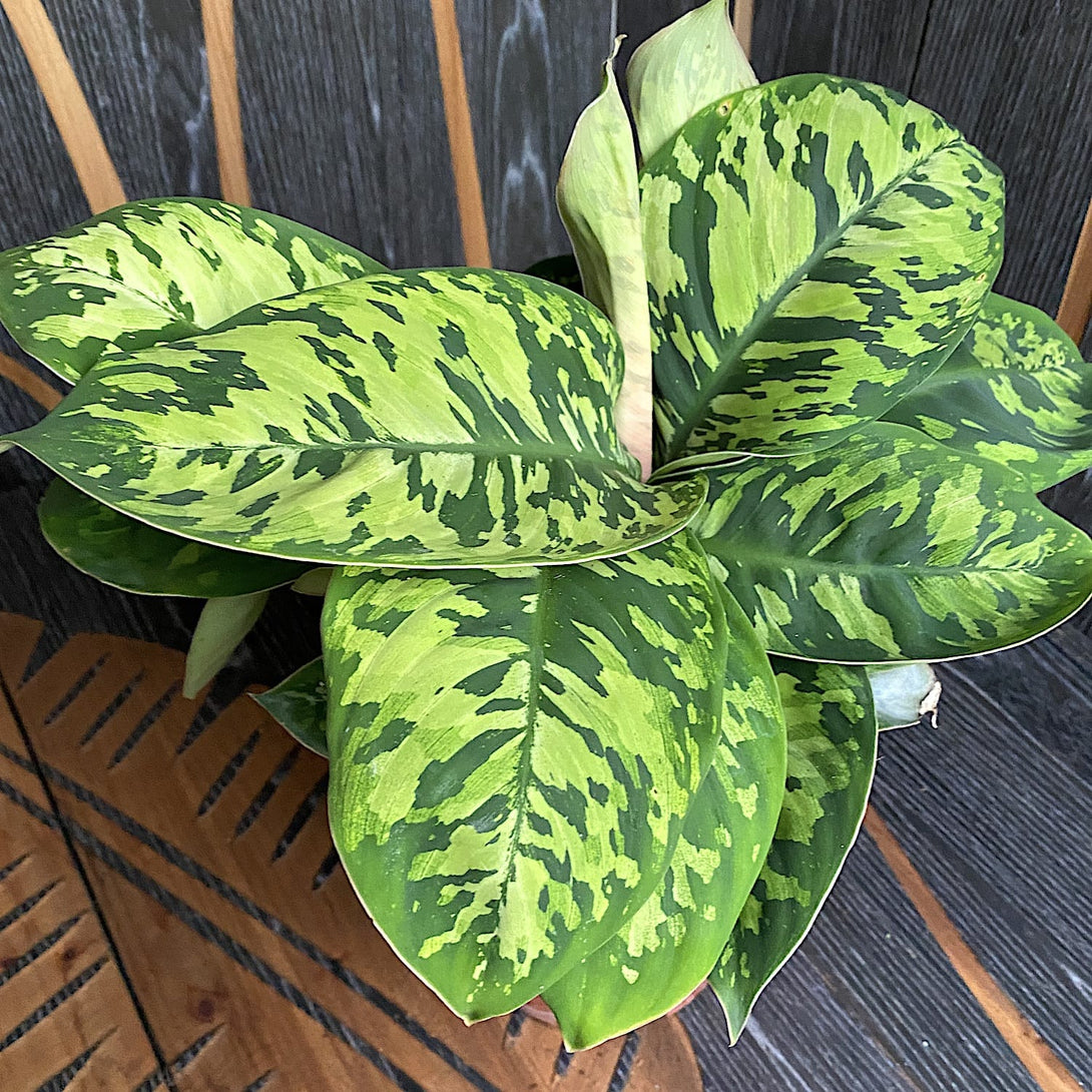 Homalomena rubescens 'Camouflage' (Queen of hearts) – Floraria Secret ...